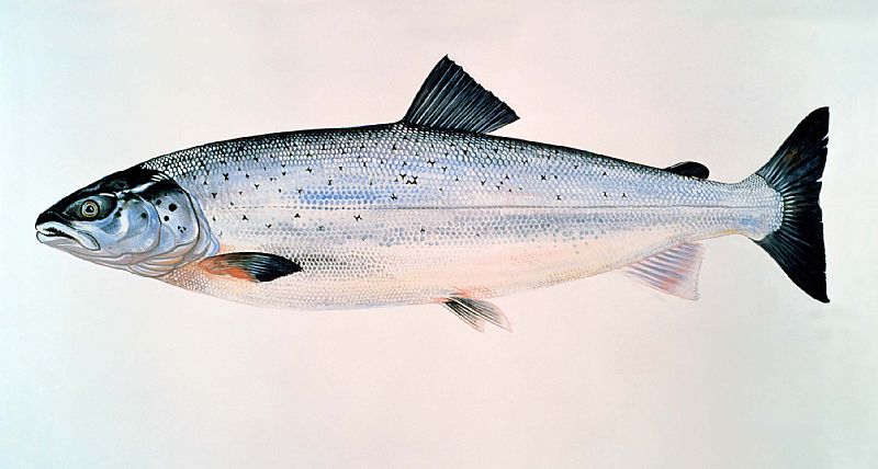 Krokvalg til Lakefiske - Meitefiske - Fiskersiden